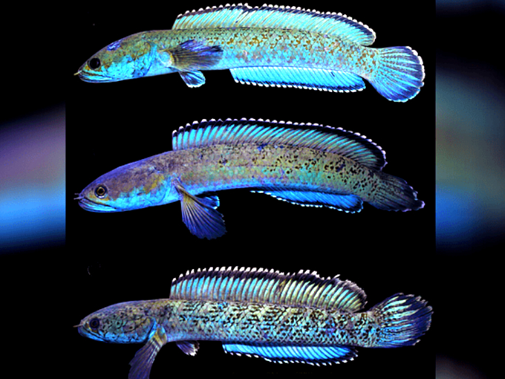 Snake-Headed Fish Found In Meghalaya Shillong | Here's All You Nee To ...