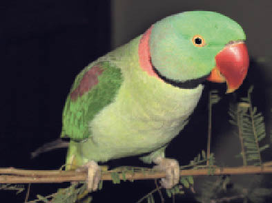 Gagroni Parrot, who is a human mixer, was extinct from the Gagrain, no ...