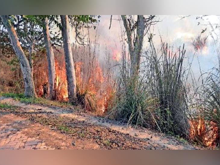 Tarn Taran, fire at the port bird bird Sanctuary while returning to the ...
