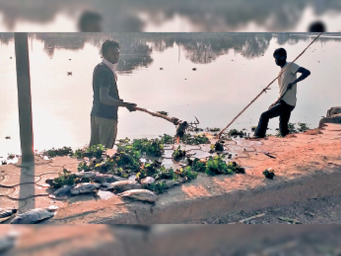 Oxygen level lowered due to sewer water in Gauri Sarovar, thousands of ...