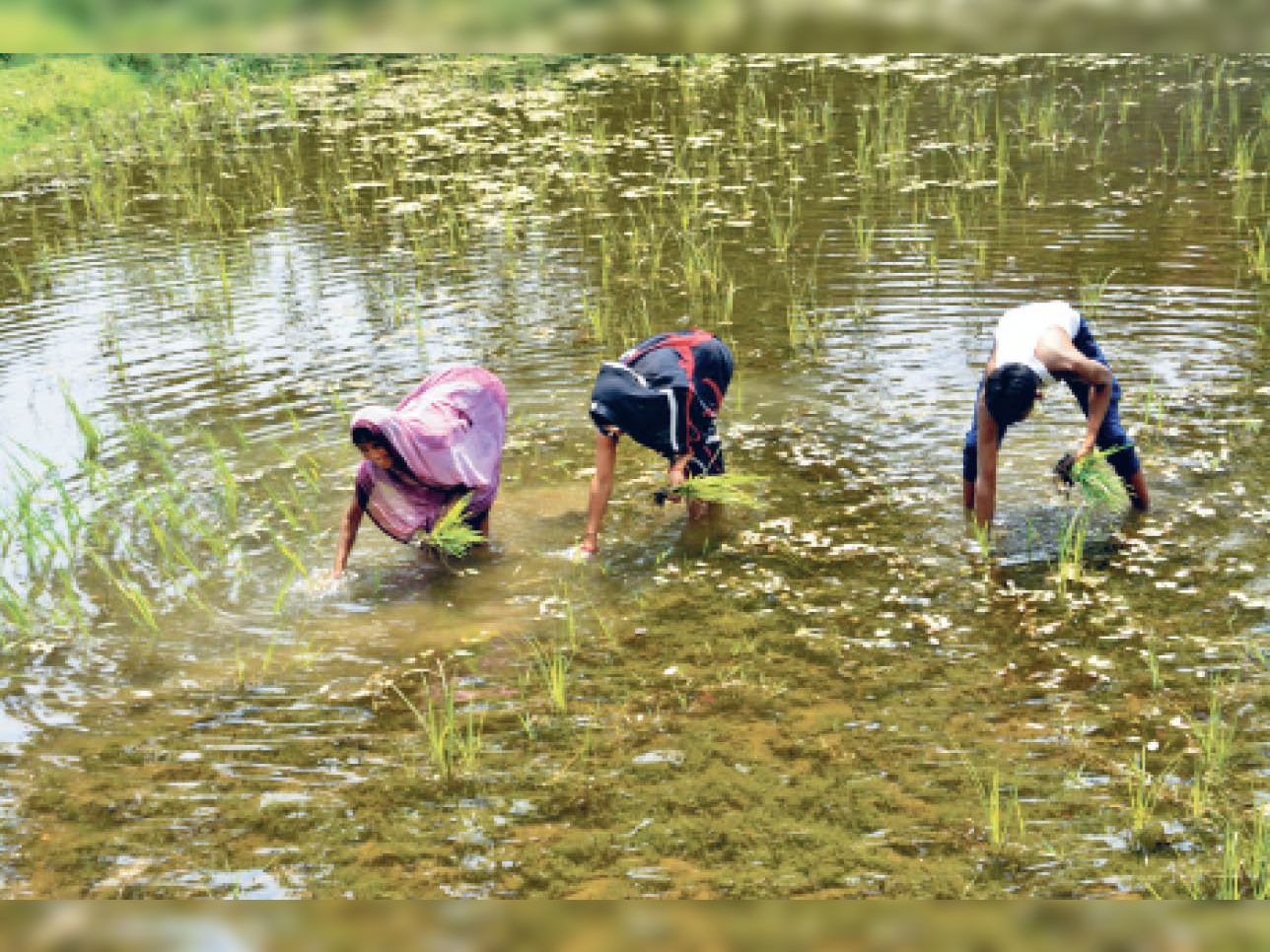 Rice monsoon crop, sowing here in summer, ponds, canals, water ...