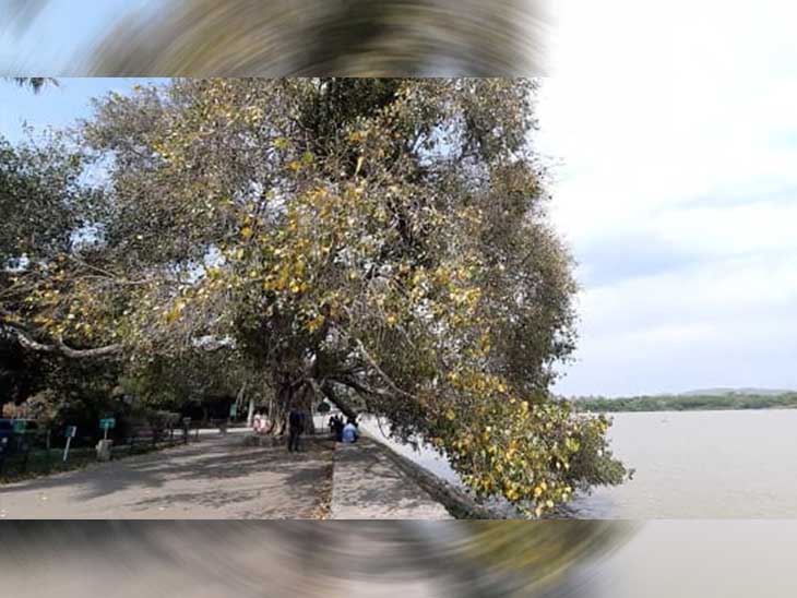 In Chandigarh, more than 100 years old trees are still lukewarm, giving ...