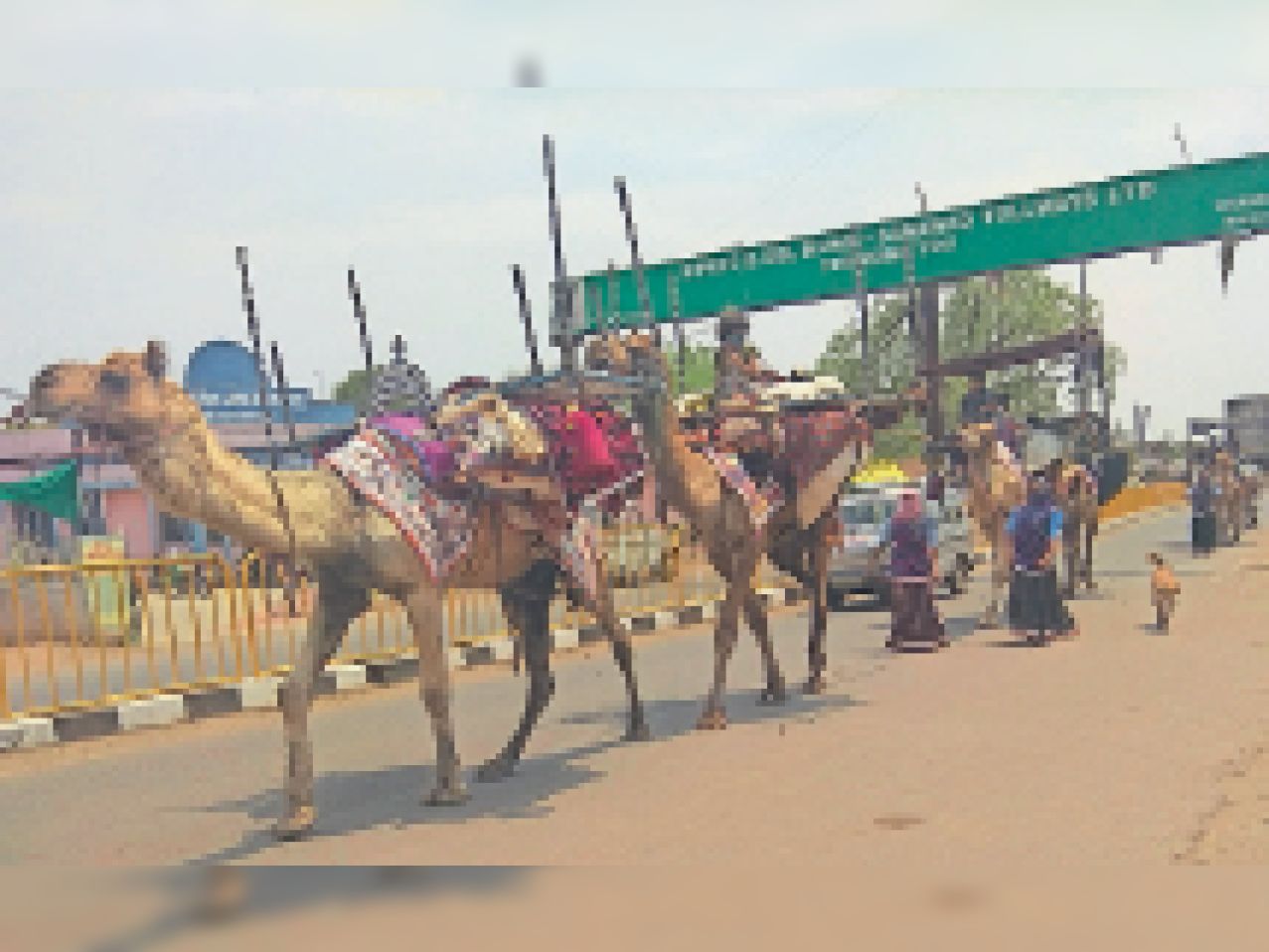 Camel convoy came out in the midst of silence | सड़कों पर सन्नाटा ...