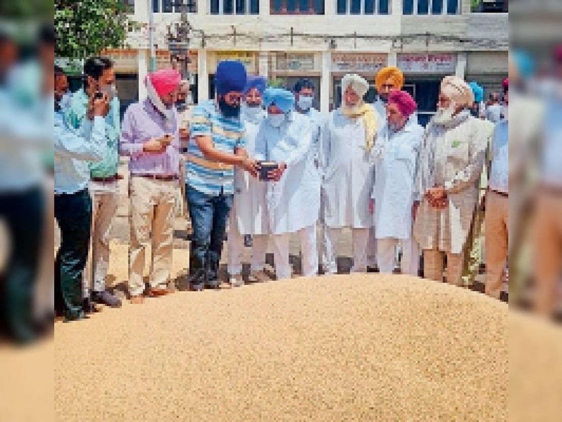 19417 metric tonnes of wheat procured in grain mandis of Mansa district ...