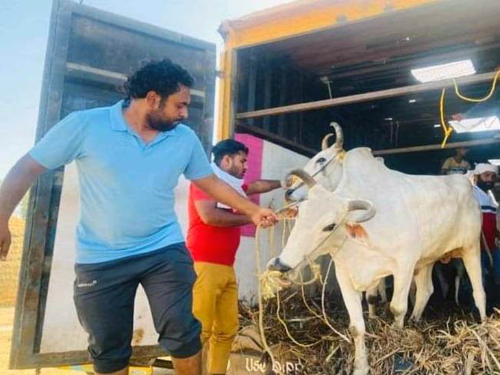 Panipat (Haryana): 22 intoxicated bulls were carrying Mewat from Punjab ...
