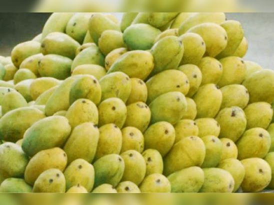 Dussehra mango will come in June, now Hyderabadi 50 rupees kg | भास्कर ...