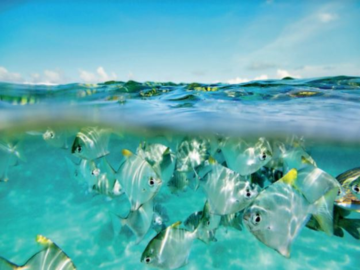 Why do fish remain calm and calm even in severe storms? | रसरंग में ...