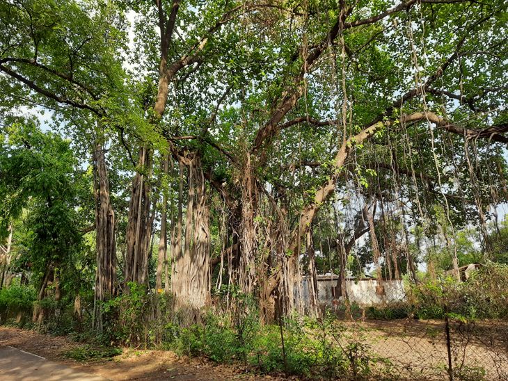200 years old neem and banyan trees are witness to the revolution of ...