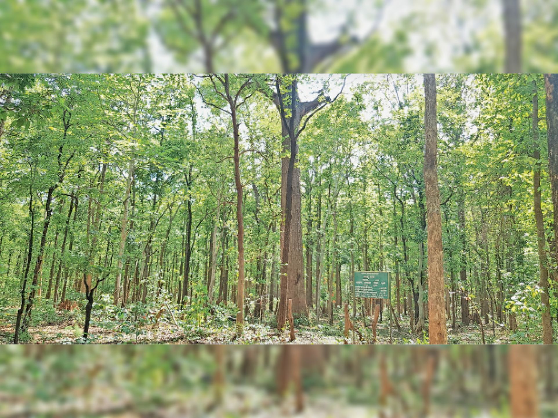 See... the 418 year old Sarai tree is more than 50 years old than the ...