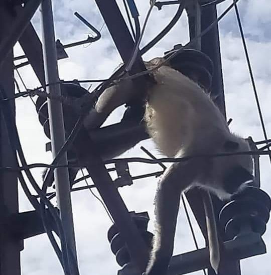 kota,rajasthan,Monkey died due to electrocution, youth collected ...