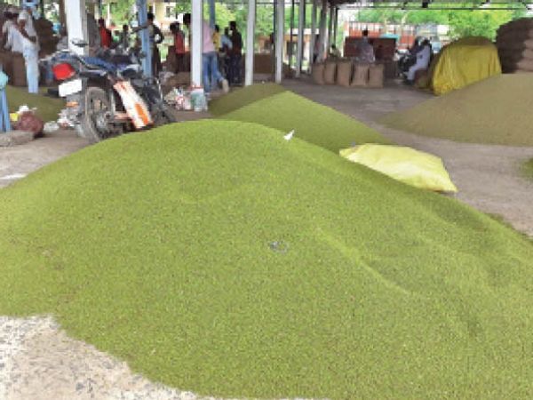 Record made in summer moong grower, farmers will earn Rs 2200 crore in ...