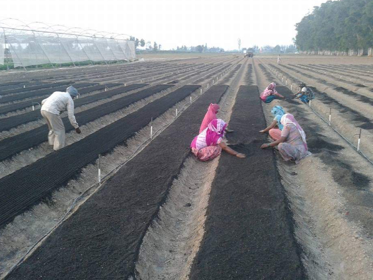 Harbir singh of Haryana Created a nursery of vegetables leaving ...
