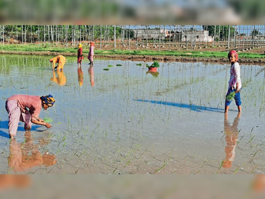 Direct sowing target on 8 thousand hectare land, subsidy will be given ...