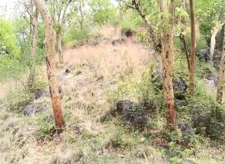 Ball smuggling from Salar trees in Kumbhalgarh Sanctuary | तस्कर ...