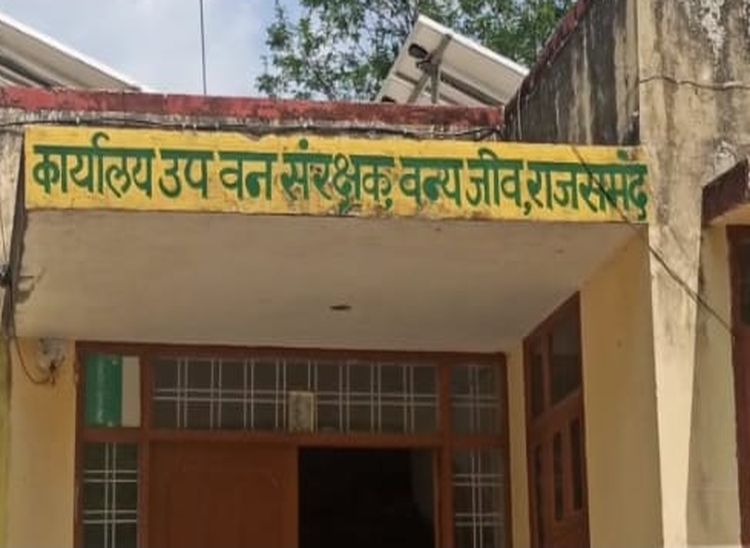 Ball smuggling from Salar trees in Kumbhalgarh Sanctuary | तस्कर ...