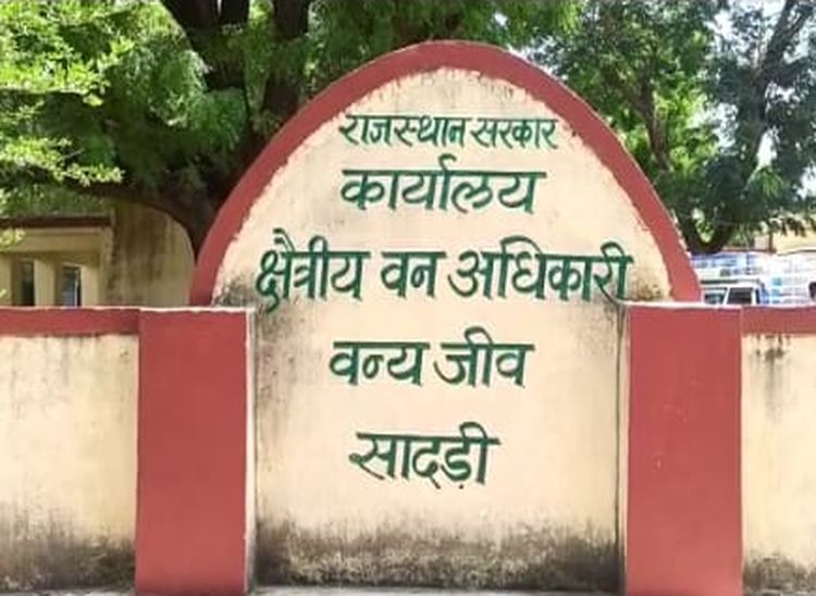 Ball smuggling from Salar trees in Kumbhalgarh Sanctuary | तस्कर ...