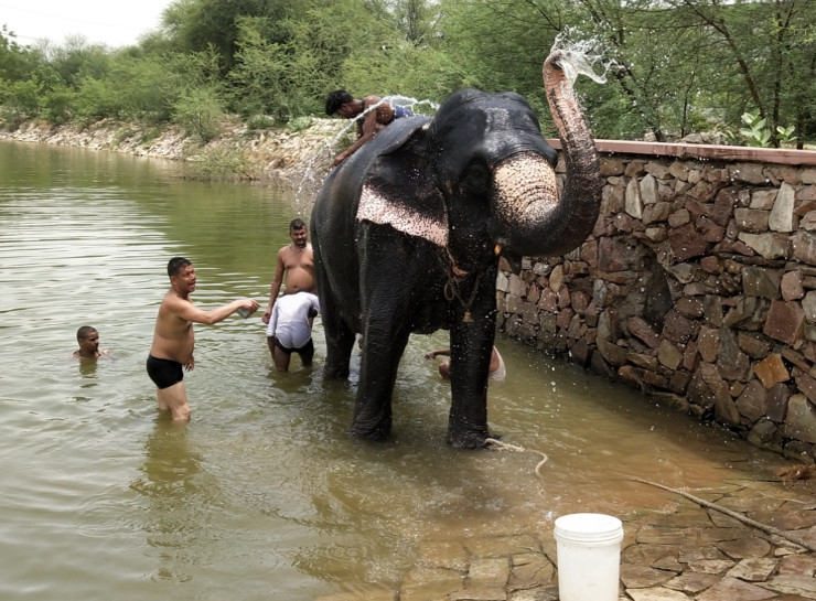 india's first elephant village in amer jaipur ground report effact of ...