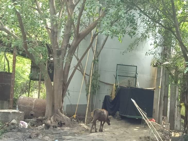 Been looking for a tigress's abode for one and a half years, now it is ...