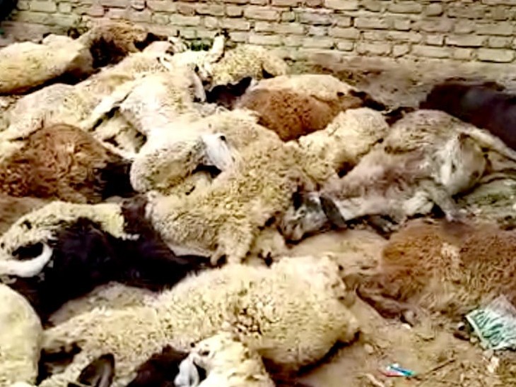 47 sheep killed in enclosure in Etawah, small wounds were found on the ...