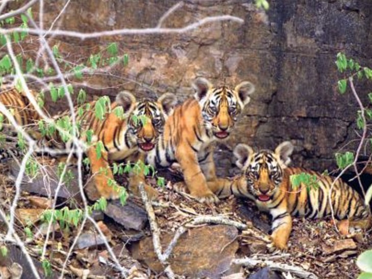 33 tigers increased in the state in 3 years, Rajasthan became a ...