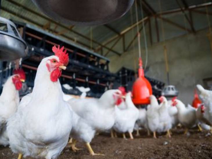 Lucknow Chicken Price Today | Chicken Price Reaches High In Uttar ...