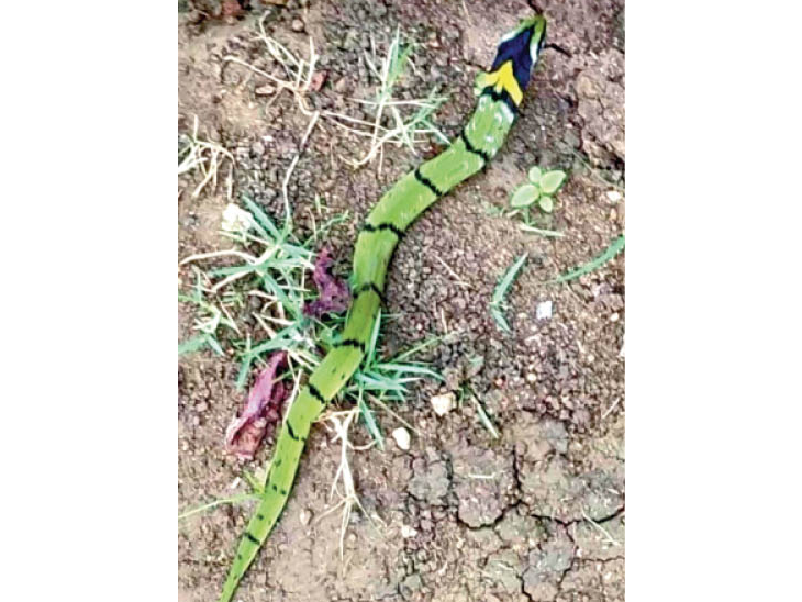 Green Dhoria snake found for the second time in Chhattisgarh and for ...