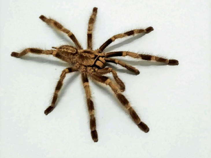 Rare species of spider seen in Saranda after 104 years, 32 species of ...
