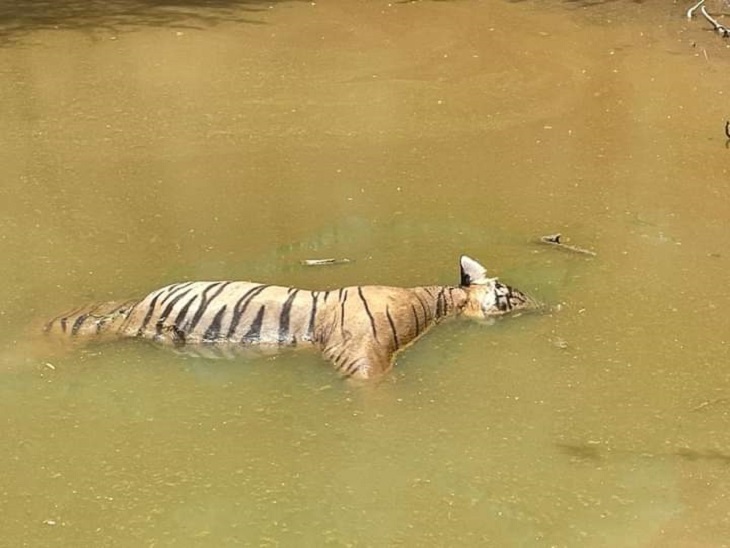 Deep mourning among wildlife lovers The body of Tiger T-65 was found ...
