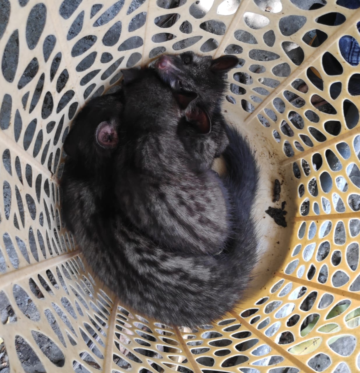 The female Brock entered the colony with her three children, there was ...