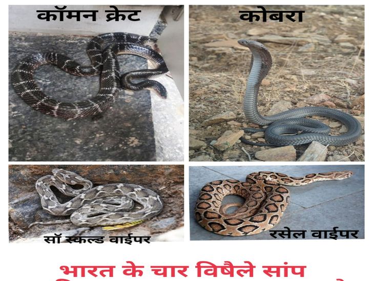 Bitten more than 20 times, yet the spirit of saving snakes; Vijay Yadav ...