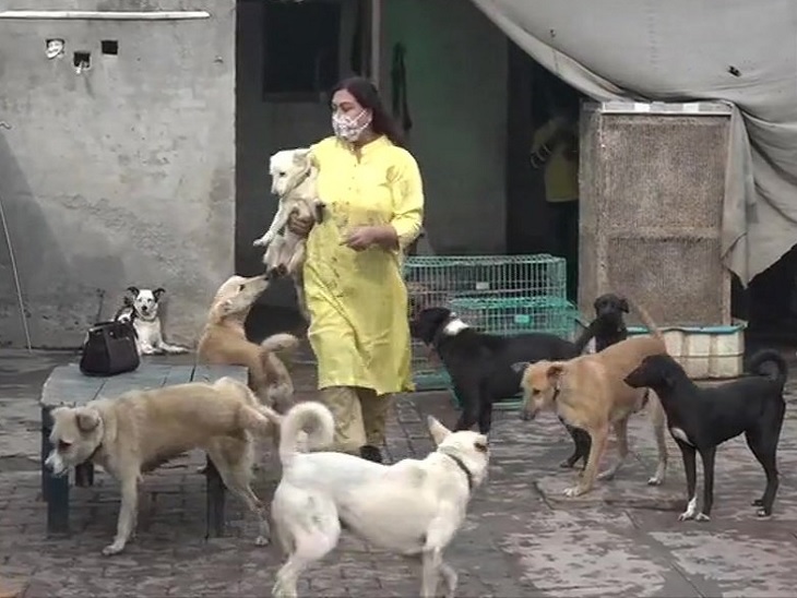 Story about Agra Mother Of Dogs Vineeta Arora who made caspers home for ...