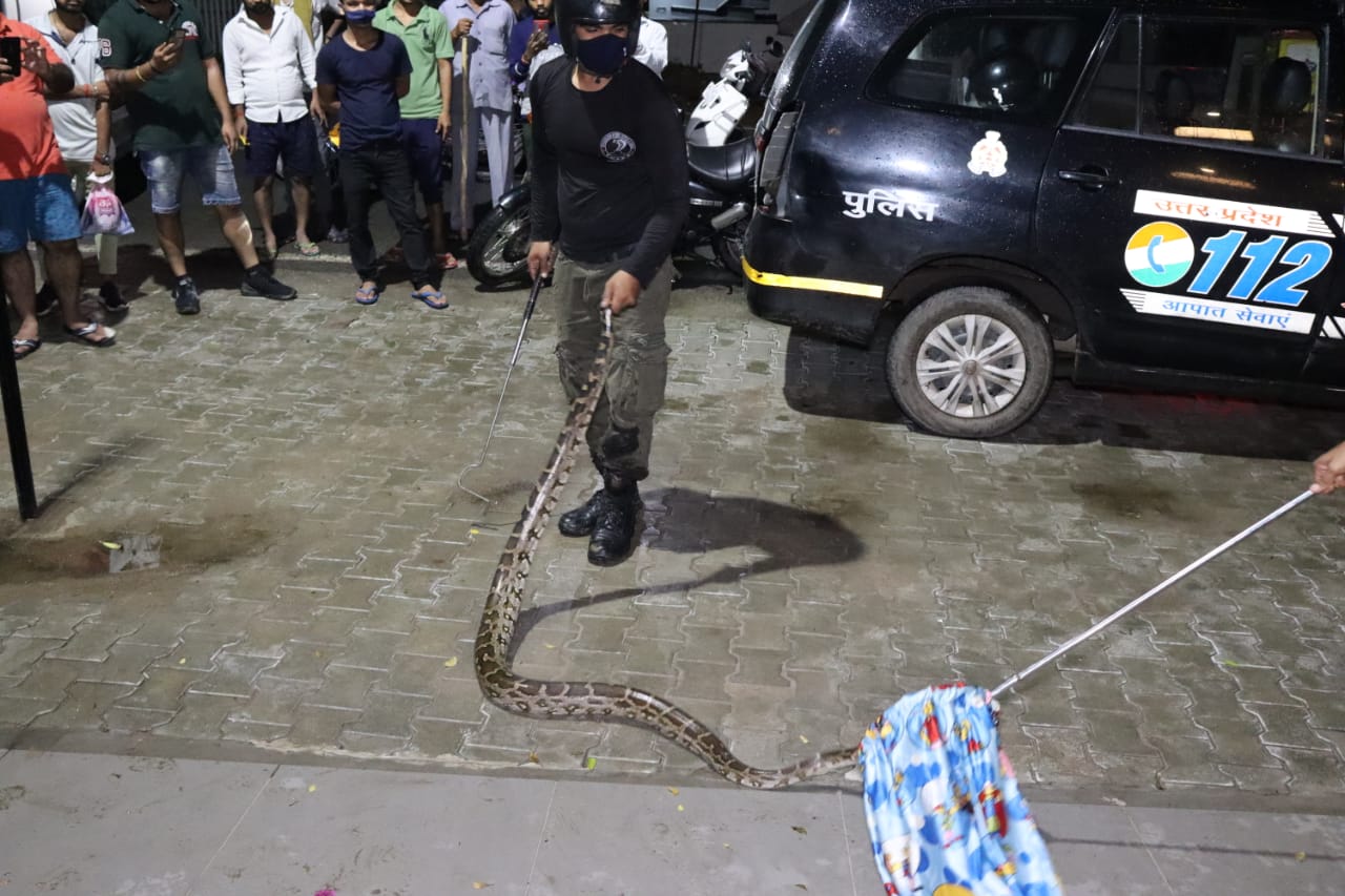 9-foot python was hanging on the door of the house, cobra NGO rescued ...