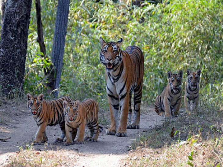 After leaving the reserve park in MP, the tigers took their shelter ...