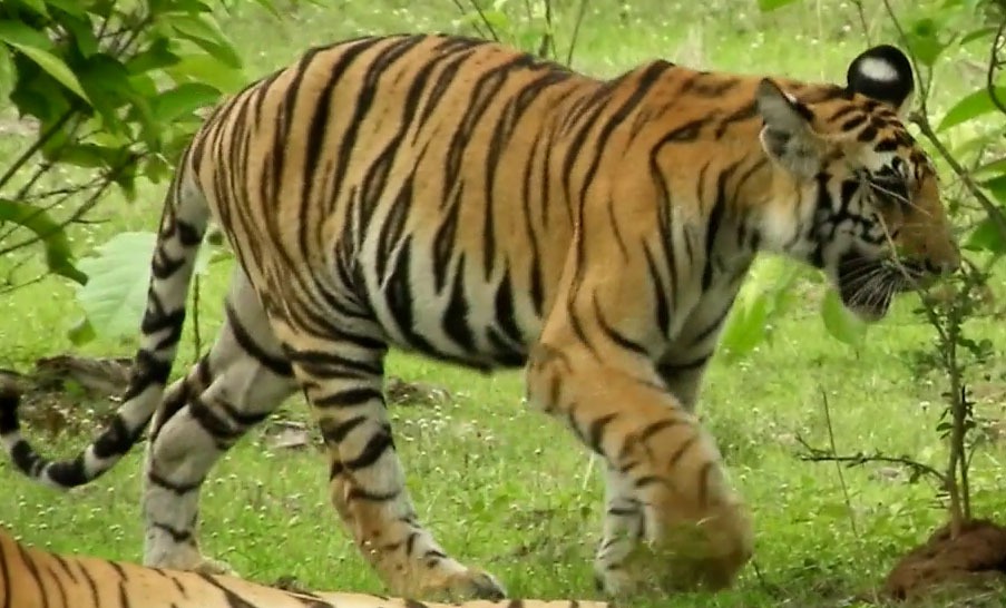 After leaving the reserve park in MP, the tigers took their shelter ...