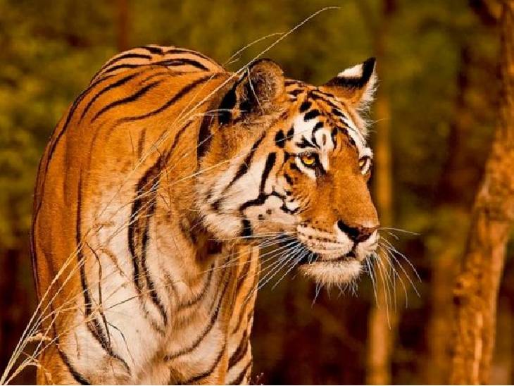 After leaving the reserve park in MP, the tigers took their shelter ...