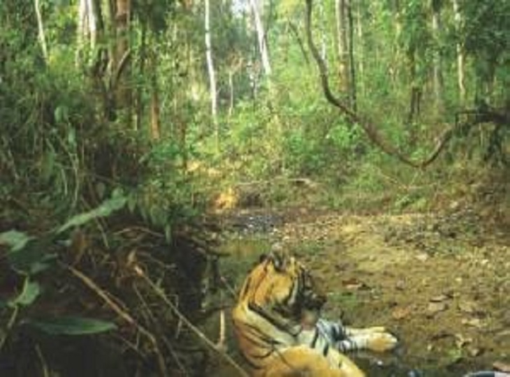 Tigers Captured On Camera In Chhattisgarh Indravati Tiger Reserve.