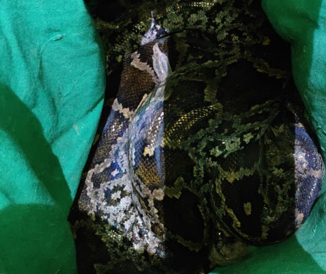 8 feet long and weighing 10 kg python attack during rescue in Kota ...