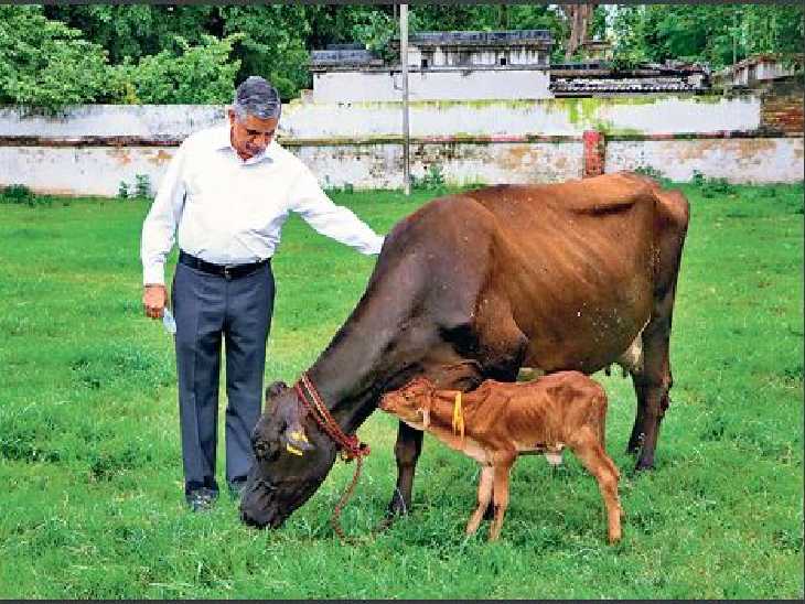 For the first time in Bihar, the birth of Bachhi of Sahiwal breed by ...