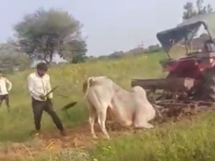 चारे की तलाश में पहुंच गया था खेत में, युवकों ने ट्रैक्टर से बांध ...