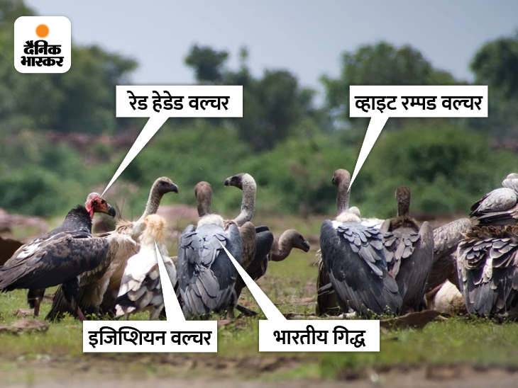 Vultures of an endangered species seen in the forests of Bhilwara, four ...