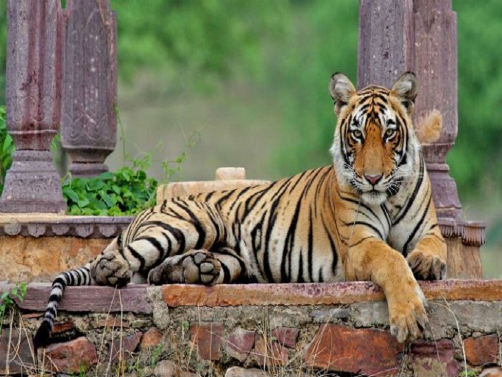 The world's most famous tigress fish had departed from the world only ...