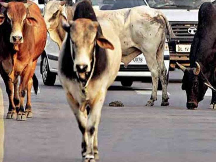 Activa slips while trying to escape from stray animal, teen dies