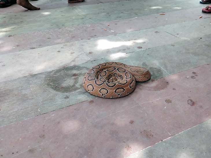 What the children caught in the Ganges as a python turned out to be the ...