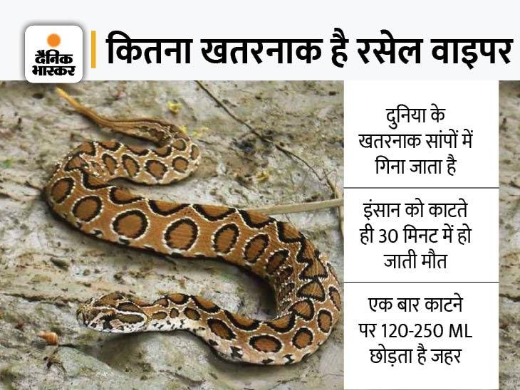 What the children caught in the Ganges as a python turned out to be the ...