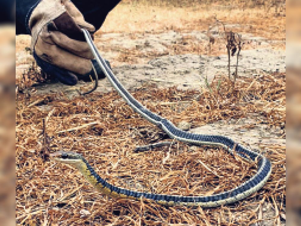 Rare striped kill back snake caught, it is a hunter of snakes | सांप का ...