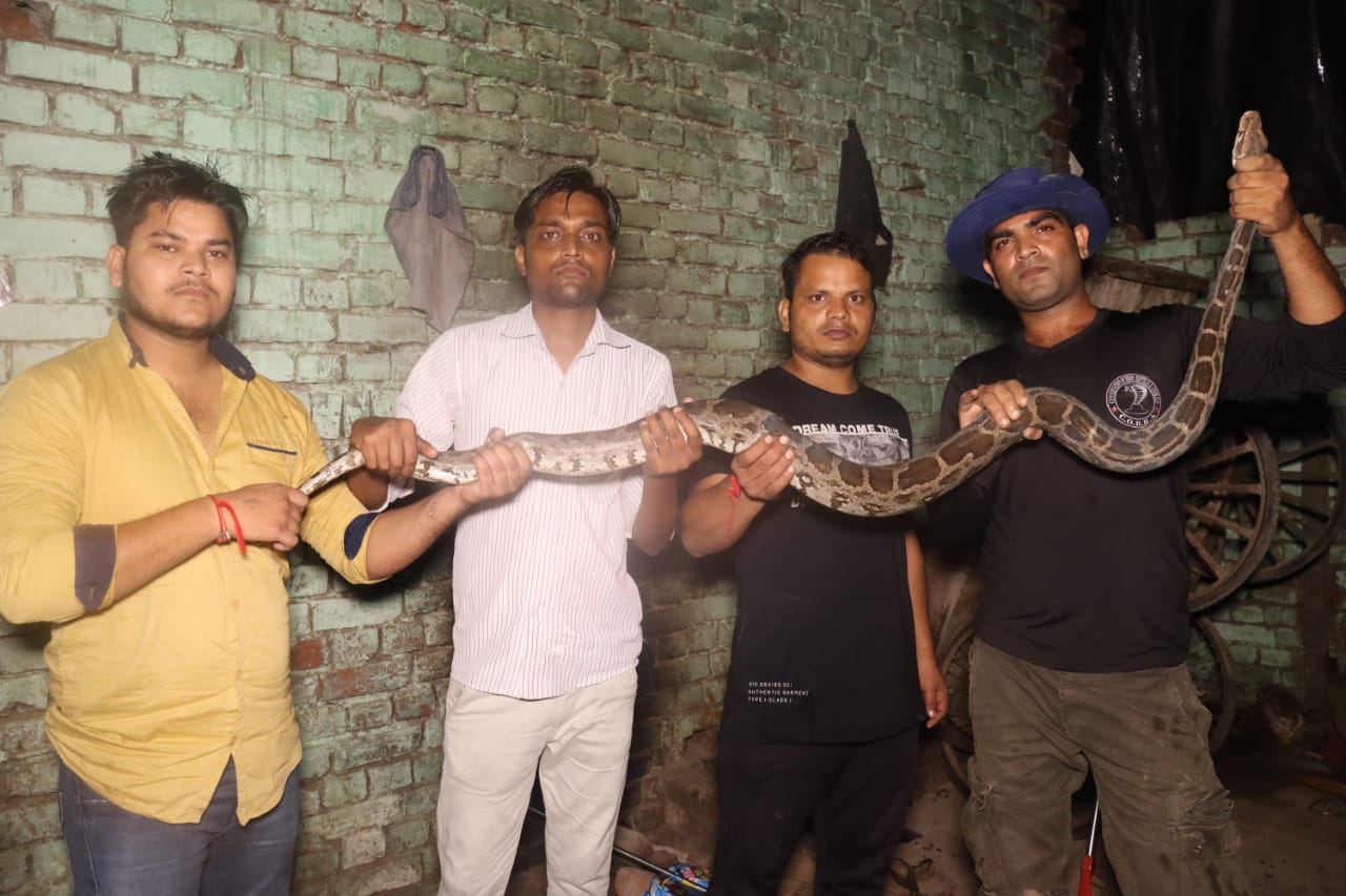 Seven-foot python found in fruit warehouse, laborers in panic, snakes ...