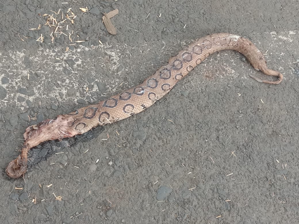 The world's most poisonous snake Russell Viper was swallowed by the ...