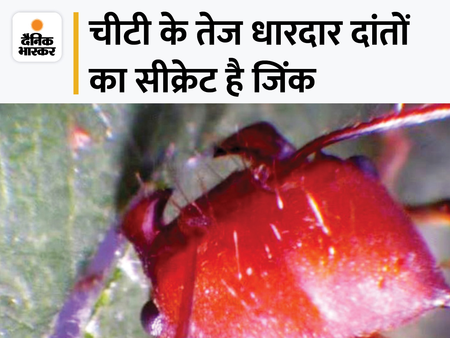 Ants' bites are so powerful - and painful - because their teeth are ...