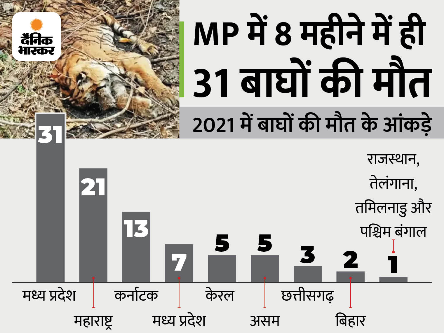 31 tigers died in 8 months in 'Tiger State' MP