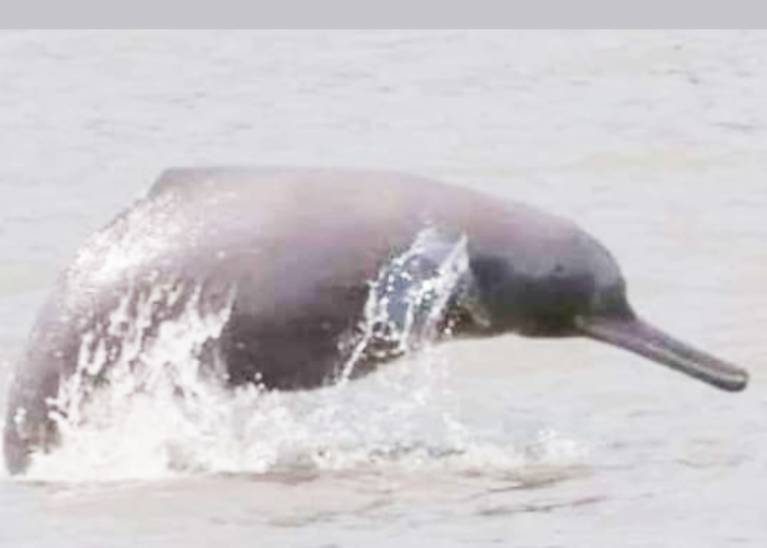 On September 26, Sam Manik Shaw Cruise will see the dolphins and ...